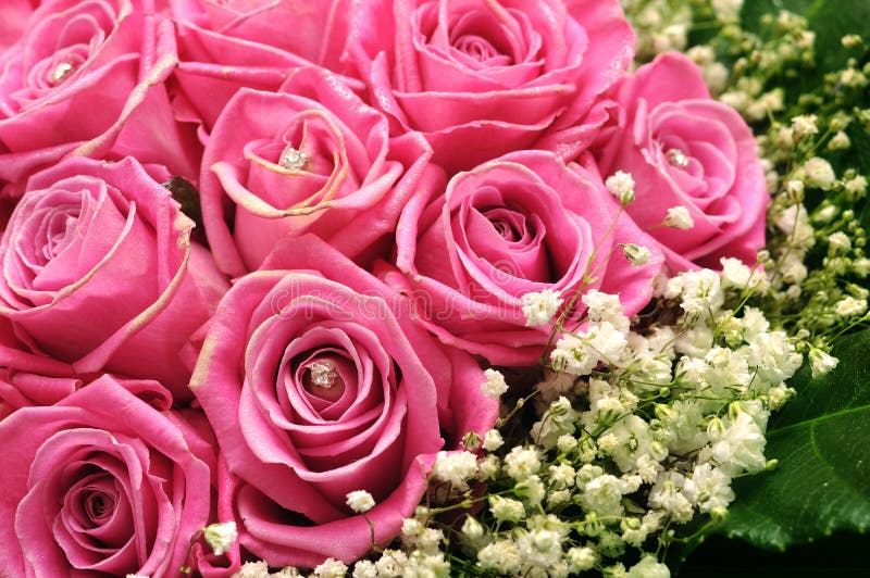 Bos van roze en rode rozen stock afbeelding. Image of roze - 33053989