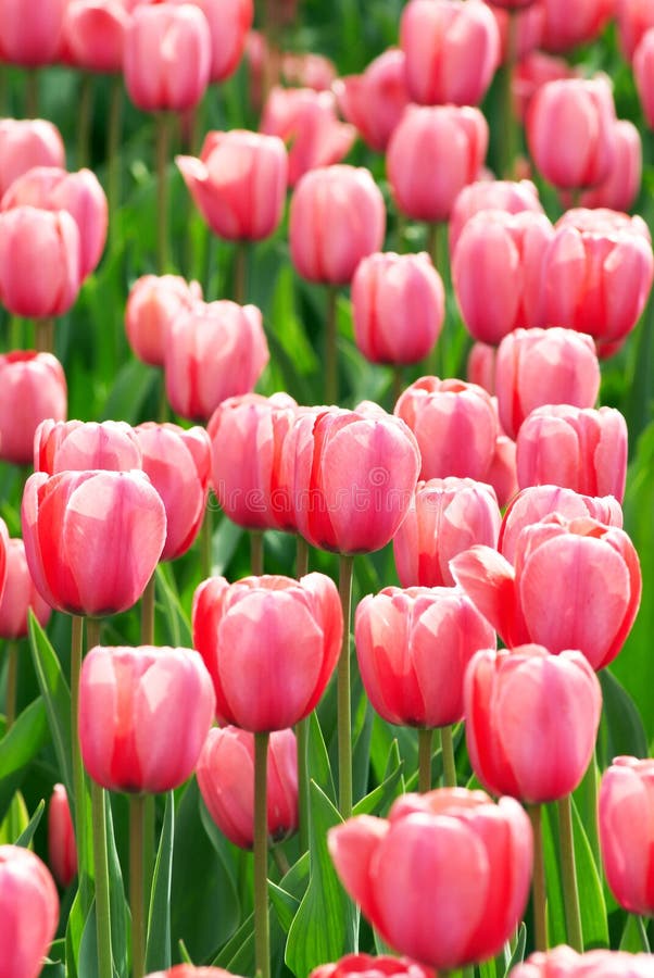 De roze tulp bloeit gebied stock foto. Image of beschrijvend - 4248706
