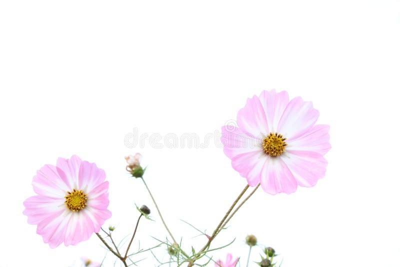 De Roze Witte Kosmosbloem Isoleerde 2 Stock Afbeelding - Image of ...