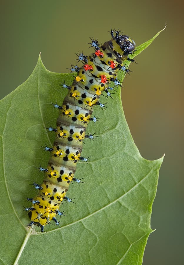 De Rupsband Die Van Cecropia Op Blad Kruipt. Stock Afbeelding - Image ...