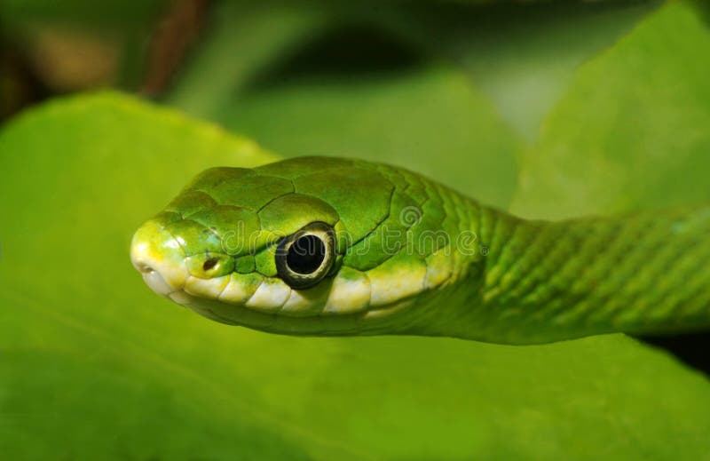 Vietnamese long-nose slang stock afbeelding. Afbeelding bestaande uit ...