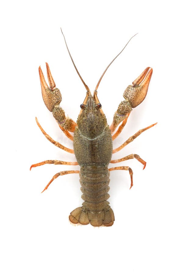 Schaaldier stock afbeelding. Image of gastronomisch, geïsoleerd - 6139883