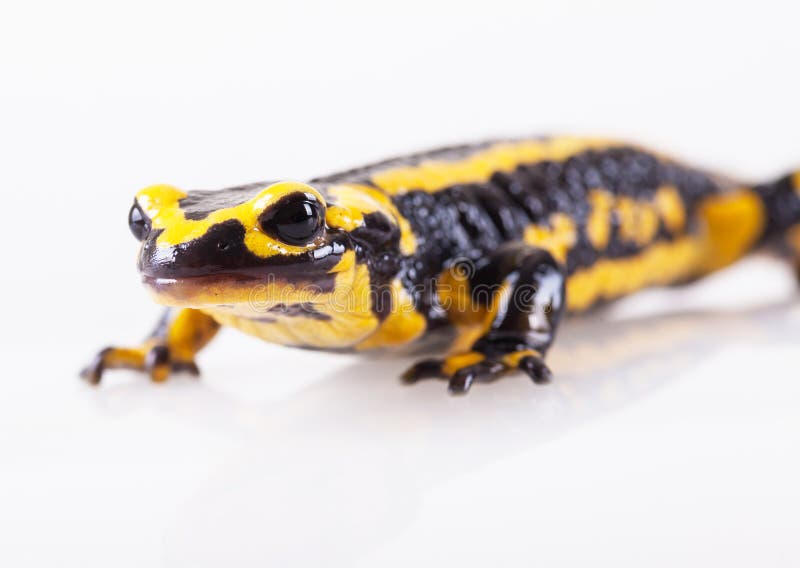 De salamander van de brand stock afbeelding. Image of salamander - 61318751