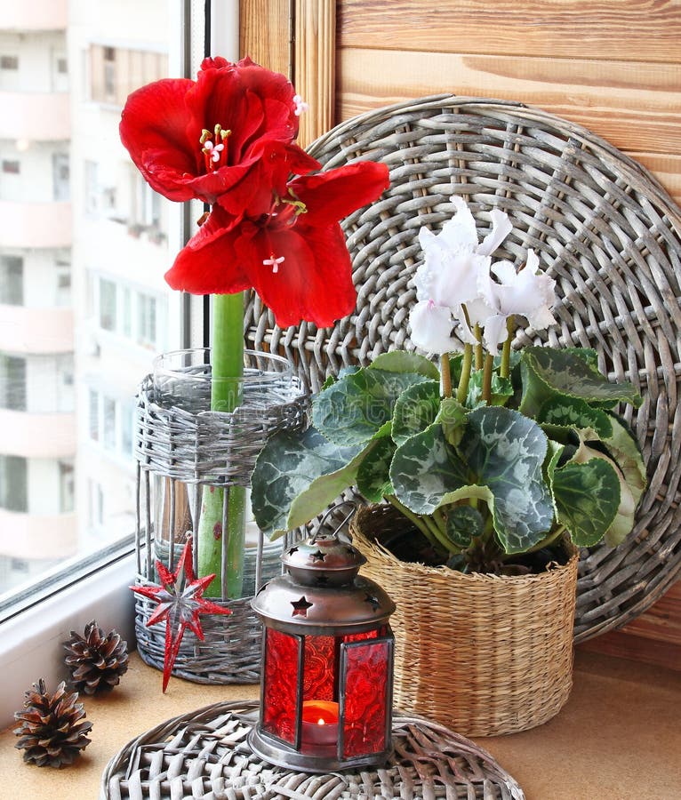 Adventcompositie Van Een Cyclaam En Een Hippeastrum Stock Foto - Image ...