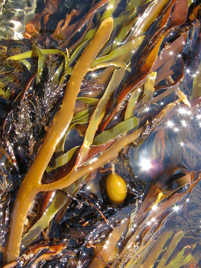 Zeewier stock foto. Image of frankrijk, groei, breton - 15361152