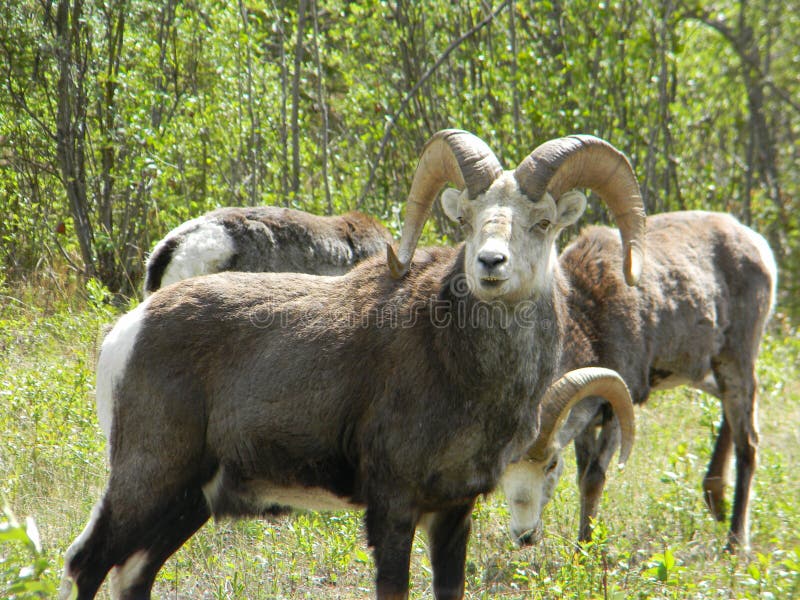 Herfst Van Dall Sheep Ewes in Het Najaar Stock Afbeelding - Image of ...