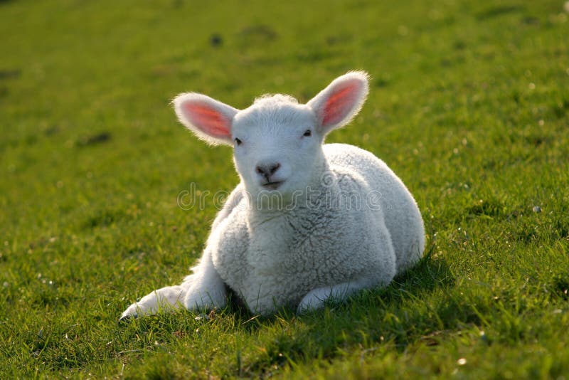 De Schapen van de baby stock foto. Image of zwart, baby - 29366946