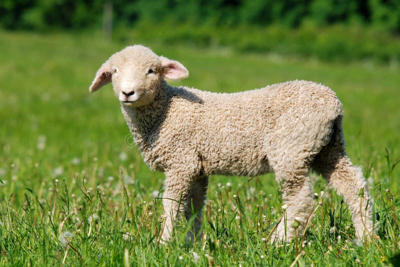 De schapen van de baby stock afbeelding. Image of naughty - 8540951