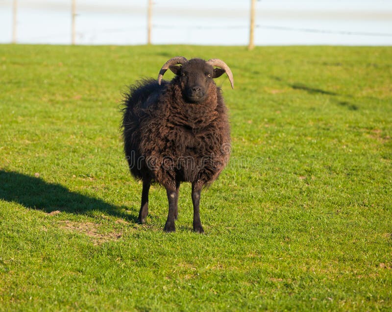 De schapen van Hebridean stock foto. Image of onbeschoft - 48737926
