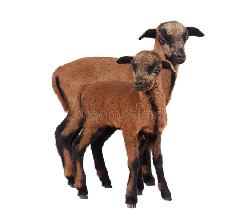 De schapen van Kameroen stock foto. Image of jong, zoogdier - 21597606