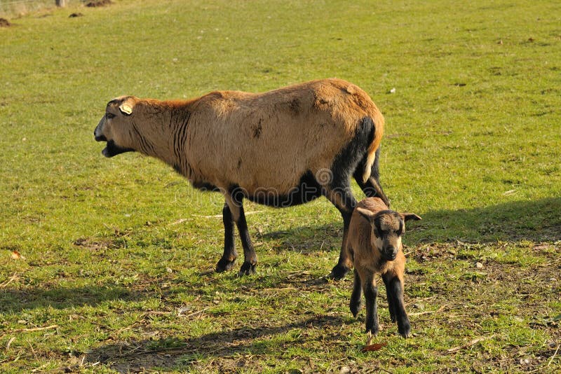 De Schapen Van Kameroen Op Groene Gras Stock Foto - Afbeelding ...