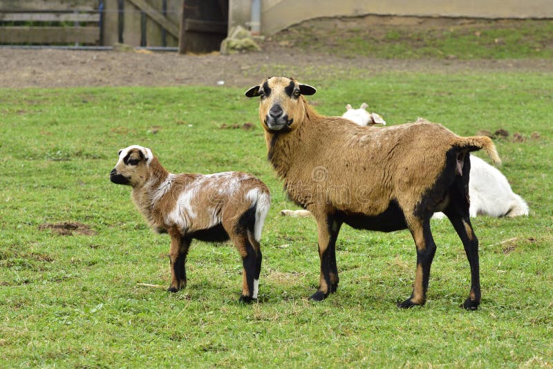De schapen van Kameroen stock afbeelding. Image of europa - 89907403
