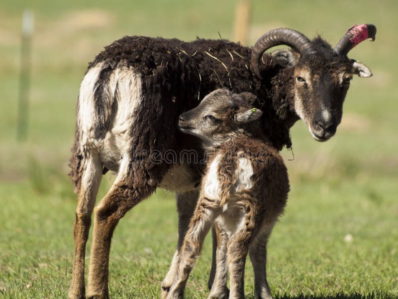 De Schapen van Soay stock foto. Image of nave, pasgeboren - 24630238