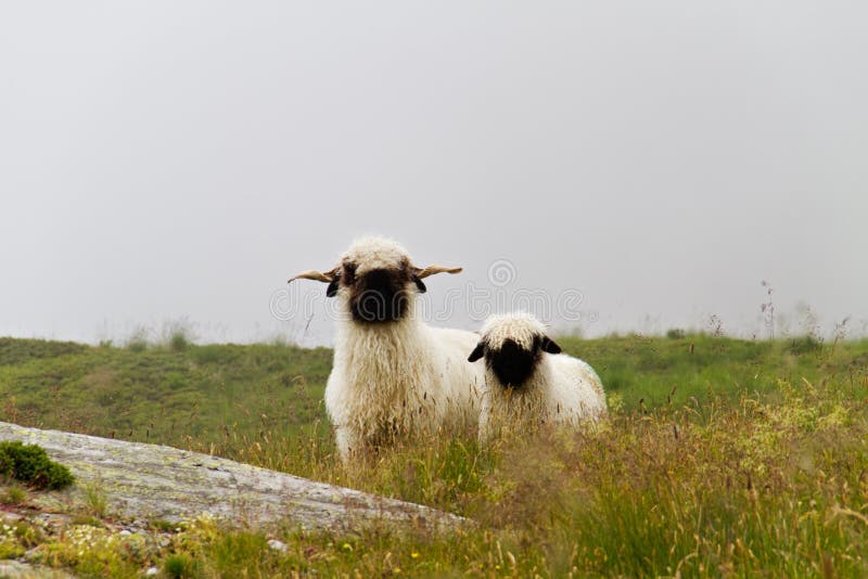 De Schapen Van Valais Blacknose Stock Afbeelding - Image of leuk, jong ...