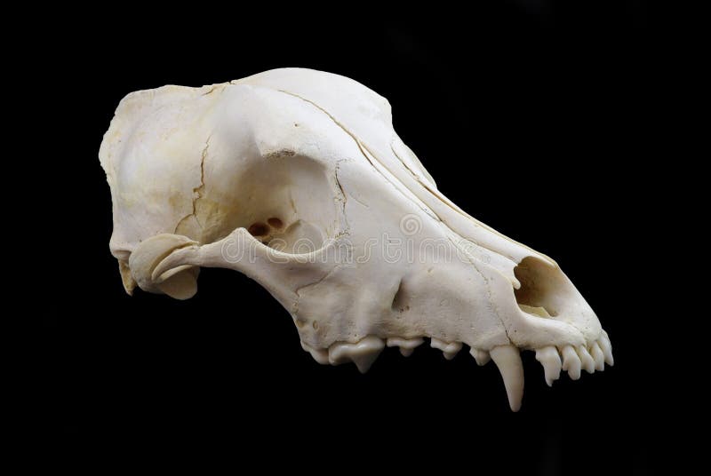 De schedel van de hond stock foto. Image of dier, hoofd - 17868440