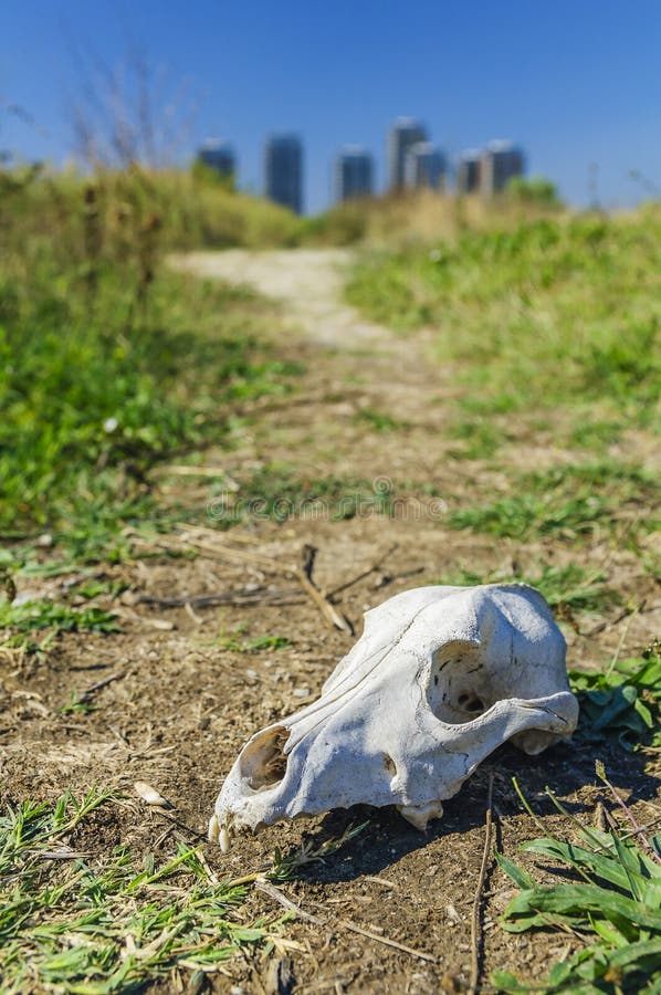 De schedel van de hond stock afbeelding. Image of droog - 27785819