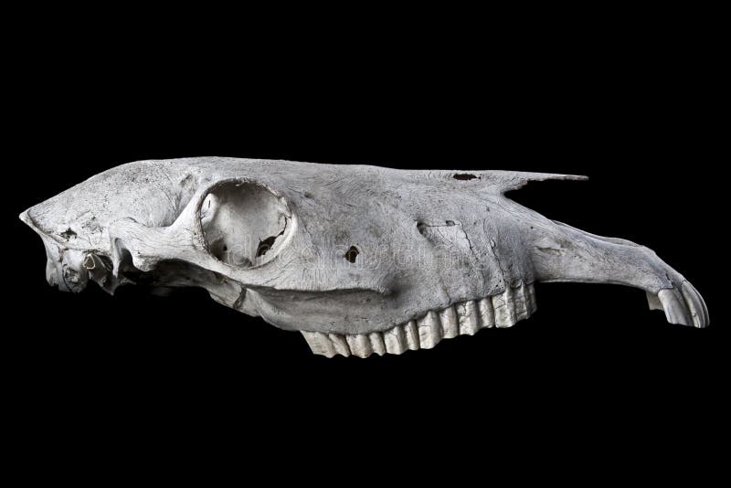 Skelet van een kikker. stock afbeelding. Image of echt - 14680593