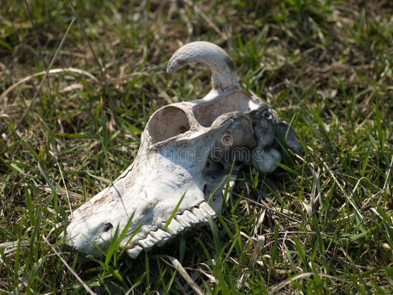De schedel van de koe stock afbeelding. Image of beeld - 29113197