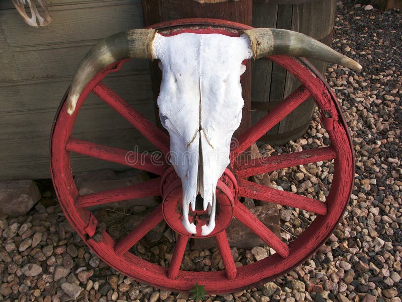 De Schedel van de koe stock afbeelding. Image of vaars - 348013