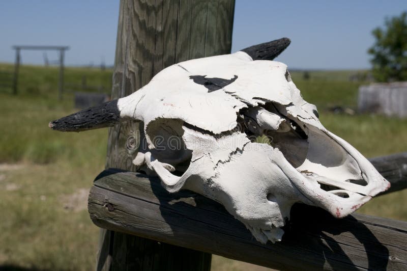 De Schedel Van De Koe Op De Boerderij Van Wyoming Stock Afbeelding ...