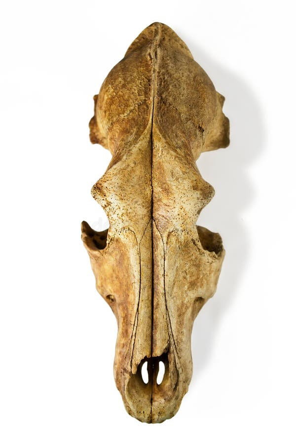 De Schedel Van De Oude Hond Stock Afbeelding - Image of schedel, wolf ...