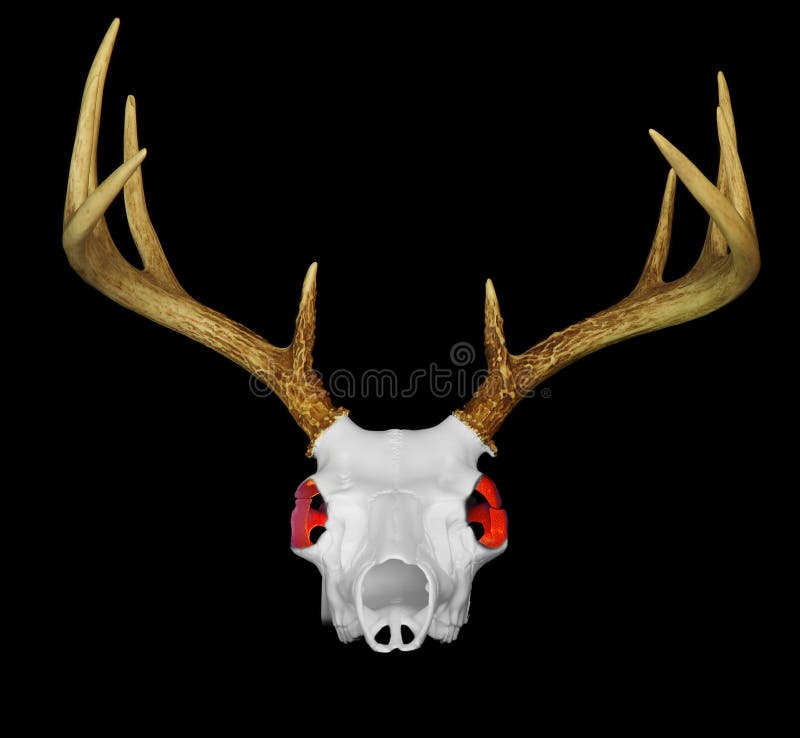 Het Silhouet Van De Bok Van De Herten Van Whitetail Stock Afbeelding ...