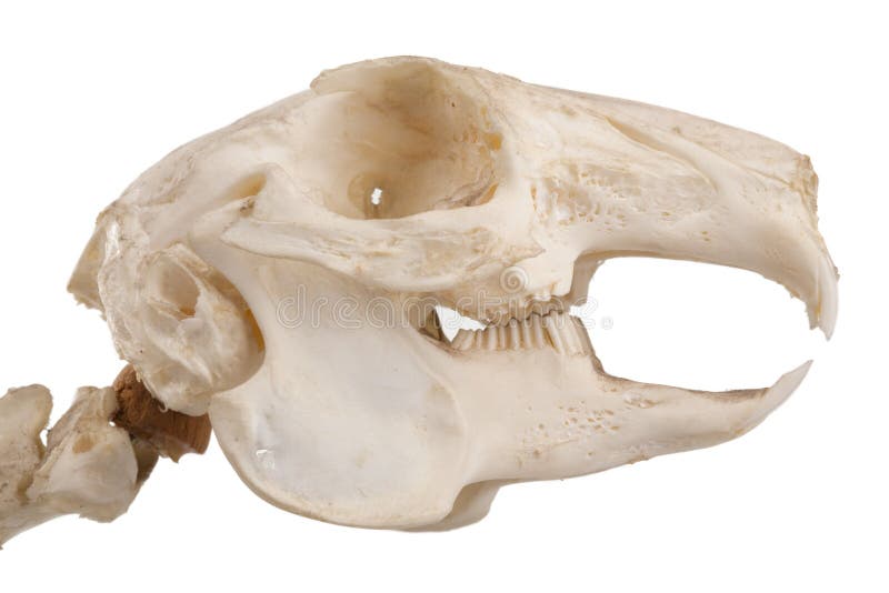 Rodentenschedel stock afbeelding. Image of stillen, verschrikking ...