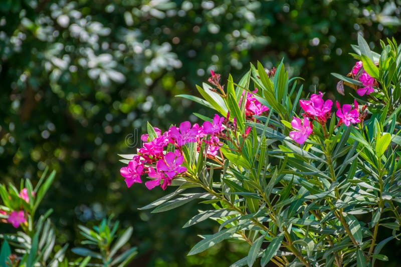 De Schilderachtige Violette Bloemen Van Oleander Stock Foto - Image of ...