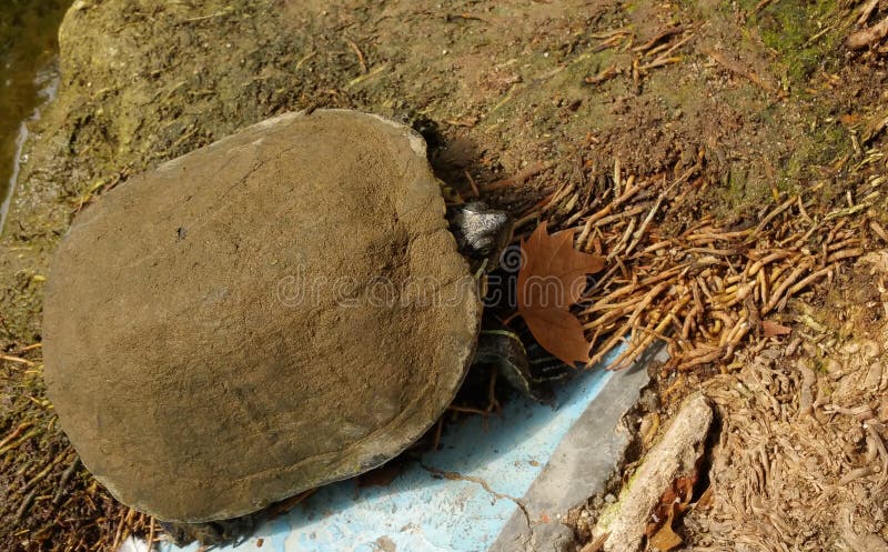 De Schildpadden in De Vijver Stock Foto - Image of eieren, benen: 126807264