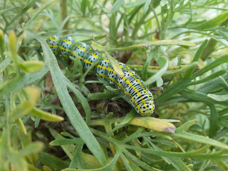 De Schoonheid Van Zijderups Stock Foto - Image of reptielen, schoonheid ...