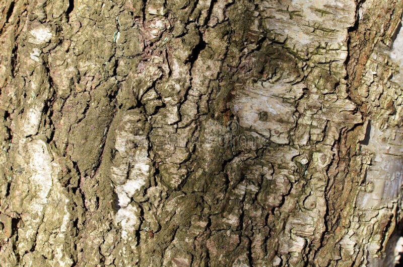 De Schors van de beukboom stock foto. Image of beuk, oppervlakte - 38880646