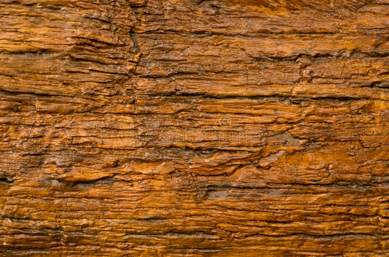 Textuur in de boomschors stock afbeelding. Image of schors - 172429605