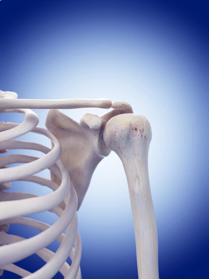 Schouder Stock Illustrations, Vectors, & Clipart – (22,040 Stock ...