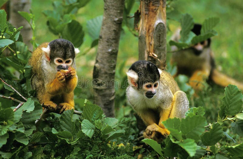 De Sciureus Saimiri De Groupe Singe-écureuil Dans L'arbre Photo stock ...