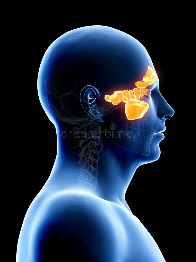 De sinussen stock illustratie. Illustration of anatomisch - 39792018