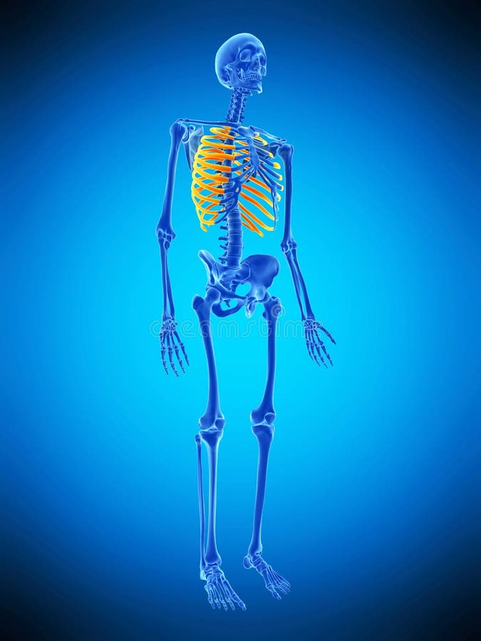 De ribbenkast stock illustratie. Illustration of anatomie - 56652759