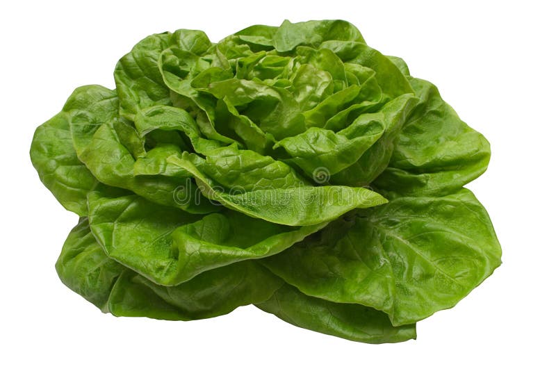 Detail Van Lollo Verde Lettuce - Groene Krullende Sla Stock Foto ...