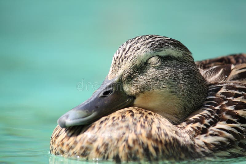 De Slaap Van De Eend Van Platyrhynchos â Van Ana Stock Foto - Image of ...