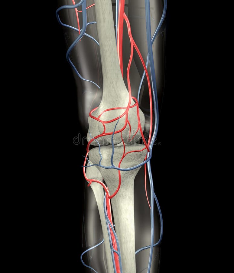 De Slagaders Van De Knie, Aders, Beenderen Stock Illustratie ...