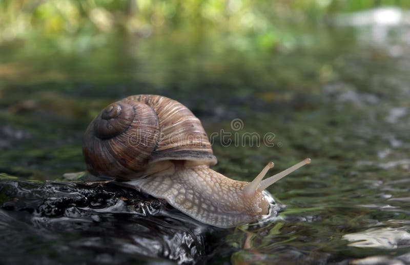 De Slak Drinkt Op De Rots in Water Stock Foto - Image of langzaam, meer ...