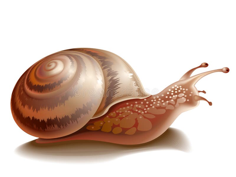 De slak van de tuin vector illustratie. Illustration of trek - 29413177