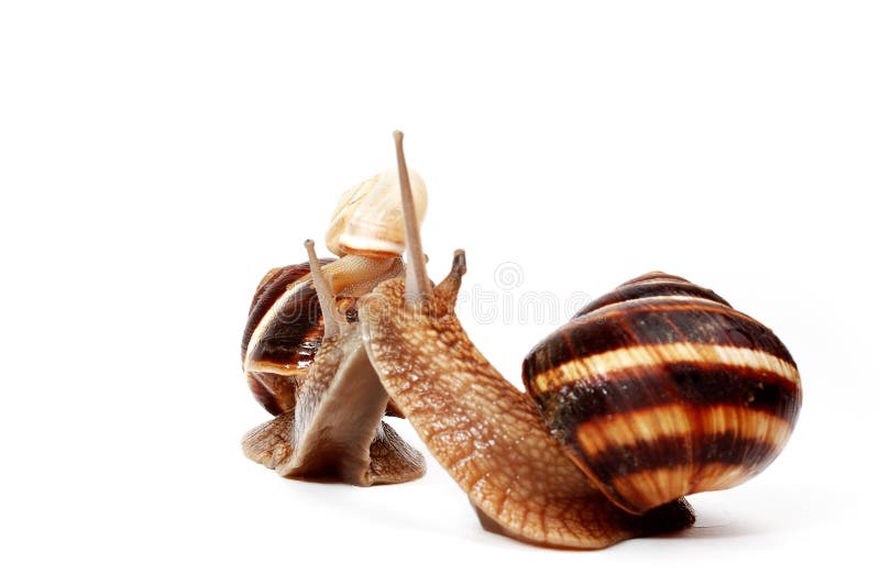 De slak van de familie stock foto. Image of voedsel, ideeën - 12078088