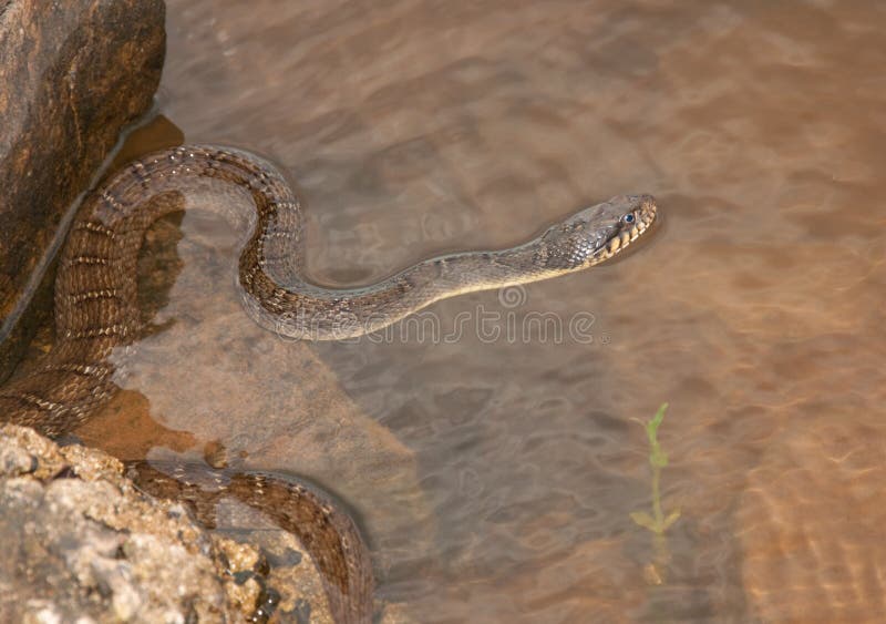 Waterslang Wachtend Op Prooi Stock Foto - Image of fauna, patroon: 25106628