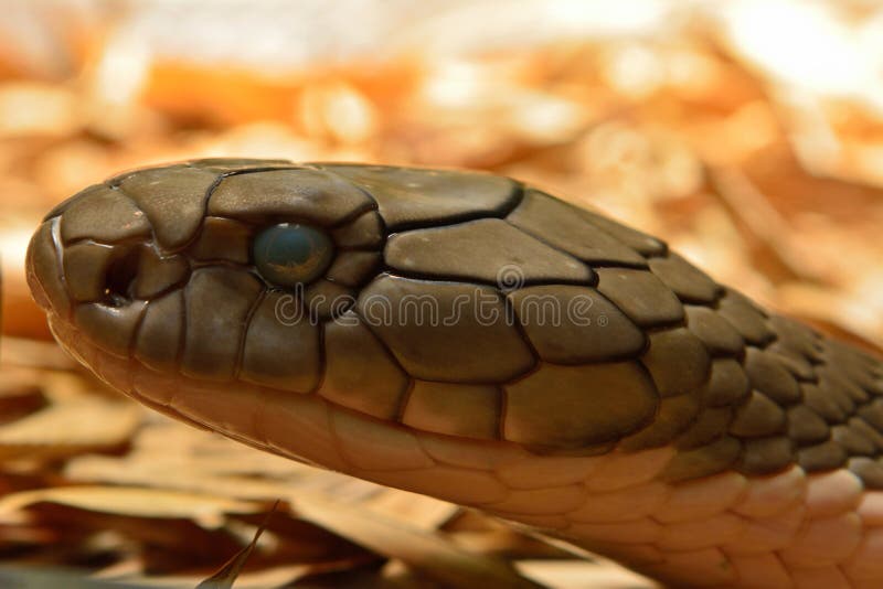 Koningscobra Ophiophagus Hannah Stock Afbeelding - Image of fataal ...