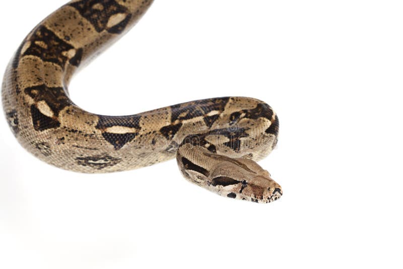 De rode Boa van de Staart. stock foto. Image of patroon - 6703714