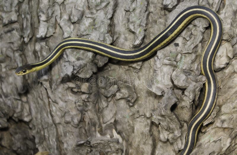 Ringslang stock foto. Image of boom, schaal, staar, dierentuin - 5007158