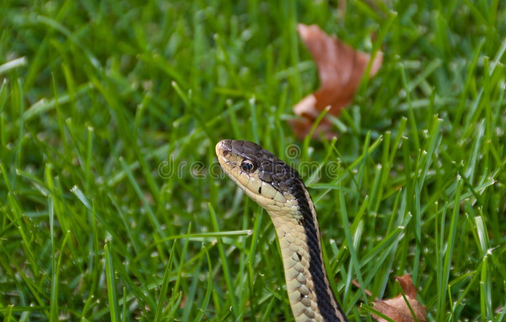 Ringslang in het gras stock afbeelding. Image of geschubd - 21281105