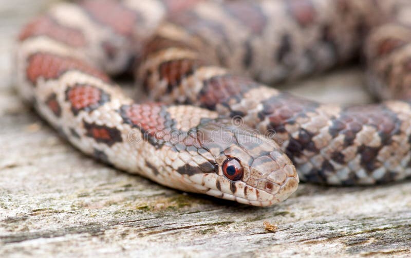 De Rode Slang Van De Bamboerat Stock Afbeelding - Image of sumatra ...
