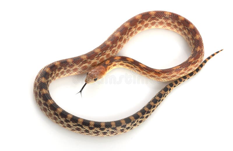 De Slang Van Gopher Van De Kaap Stock Foto - Image of reptiel, roofdier ...