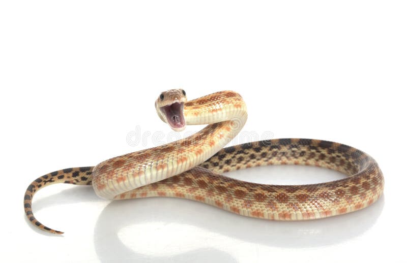 Kaap-gopherslang stock foto. Image of reptiel, roofdier - 7960016